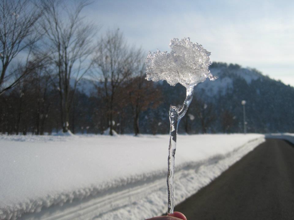 Tree of Ice – Atelier Hecker